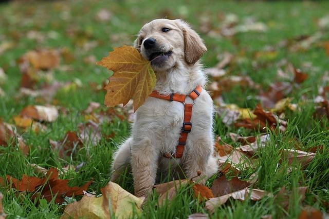 如何擷取yt影片？ – 代筆小姐 MissDebbie │ 天命事業教練